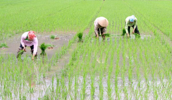 How to grow Vietnam rice | Rice farming in Vietnam| HanoiEco