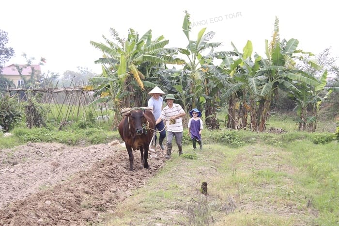 Wet rice growing tour | Rice Cultivation & Farming|HanoiEco