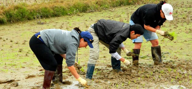 Wet rice growing tour | Rice Cultivation & Farming|HanoiEco